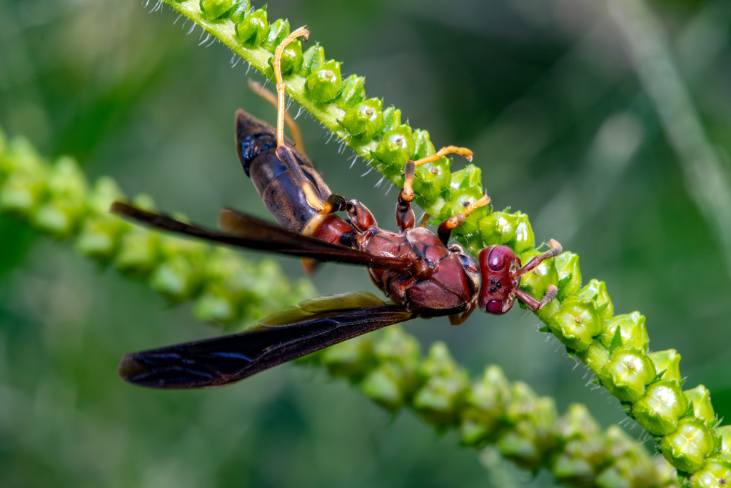 Ringed Paper Wasp from Lewisville, TX, USA on October 9, 2023 at 04:11 ...