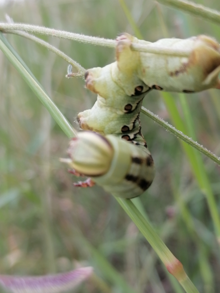 Pink-spotted Hawkmoth from C. Colorines, Plutarco Elias Calles, 56585 ...