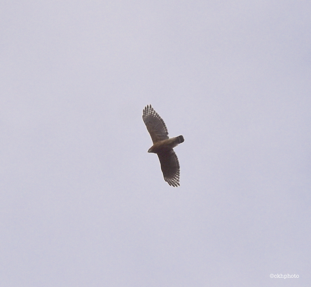 Red-shouldered Hawk from Townshend, VT, USA on October 14, 2023 at 11: ...