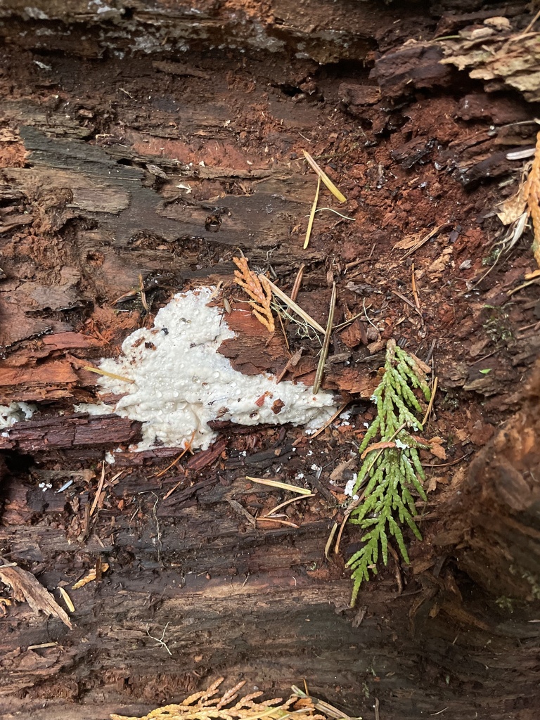 Tapioca Slime Mold from Saltspring Island, Capital, BC, CA on October ...