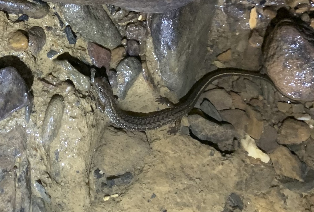 Oklahoma Salamander from Western Grove, AR, US on October 13, 2023 at ...