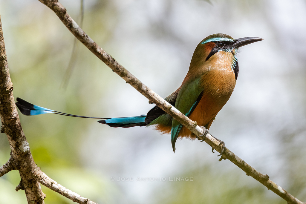 Motmots (Momotidae) - Avian Discovery