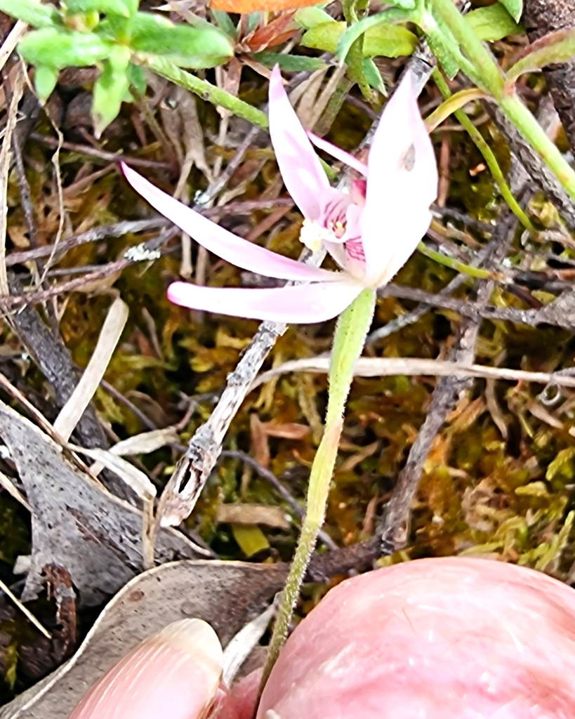 Pink Lady Fingers from Strathdownie VIC 3312, Australia on October 9 ...