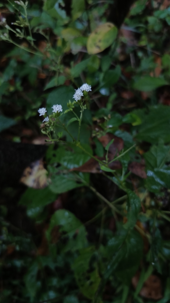 white snakeroot from Carderock Recreation Area Pavilion, Potomac, MD ...