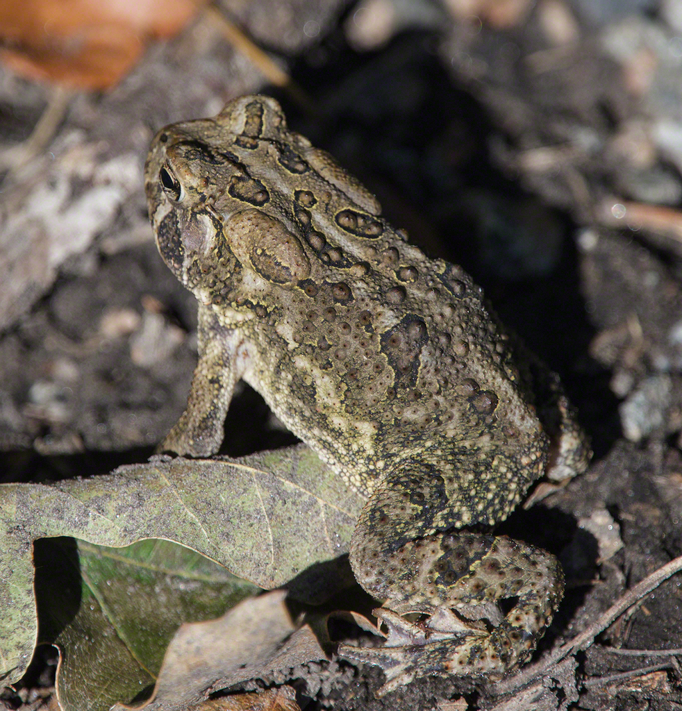 Southern Toad from Hyde County, NC, USA on 13 October, 2023 at 04:33 PM ...