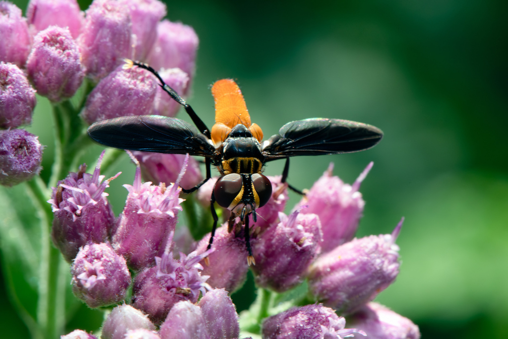 Swift Feather-legged Fly from Lewisville, TX, USA on October 9, 2023 at ...