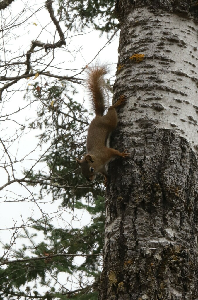American Red Squirrel from Thunder Bay District, ON, Canada on October ...