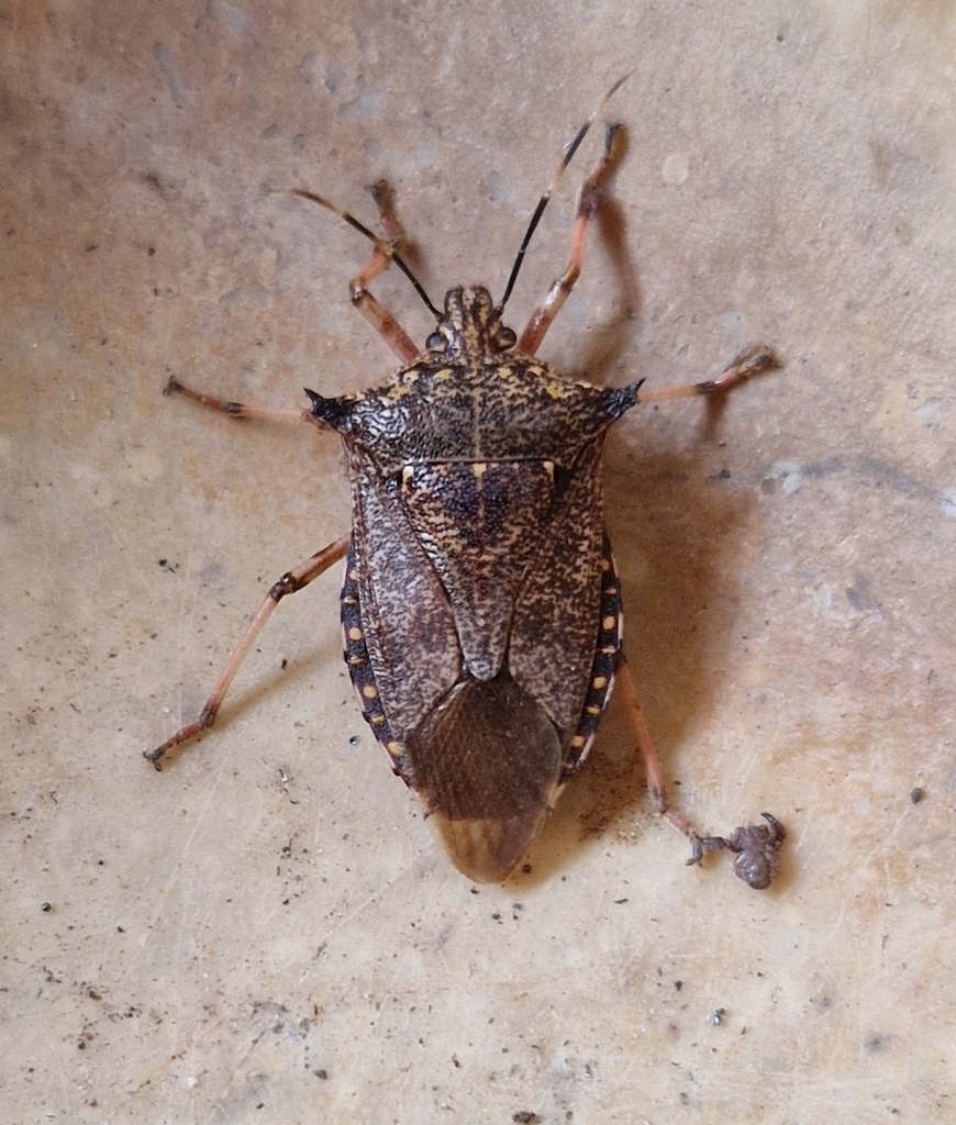Giant Strong-nosed Stink Bug from Visc. do Rio Branco - MG, 36520-000 ...
