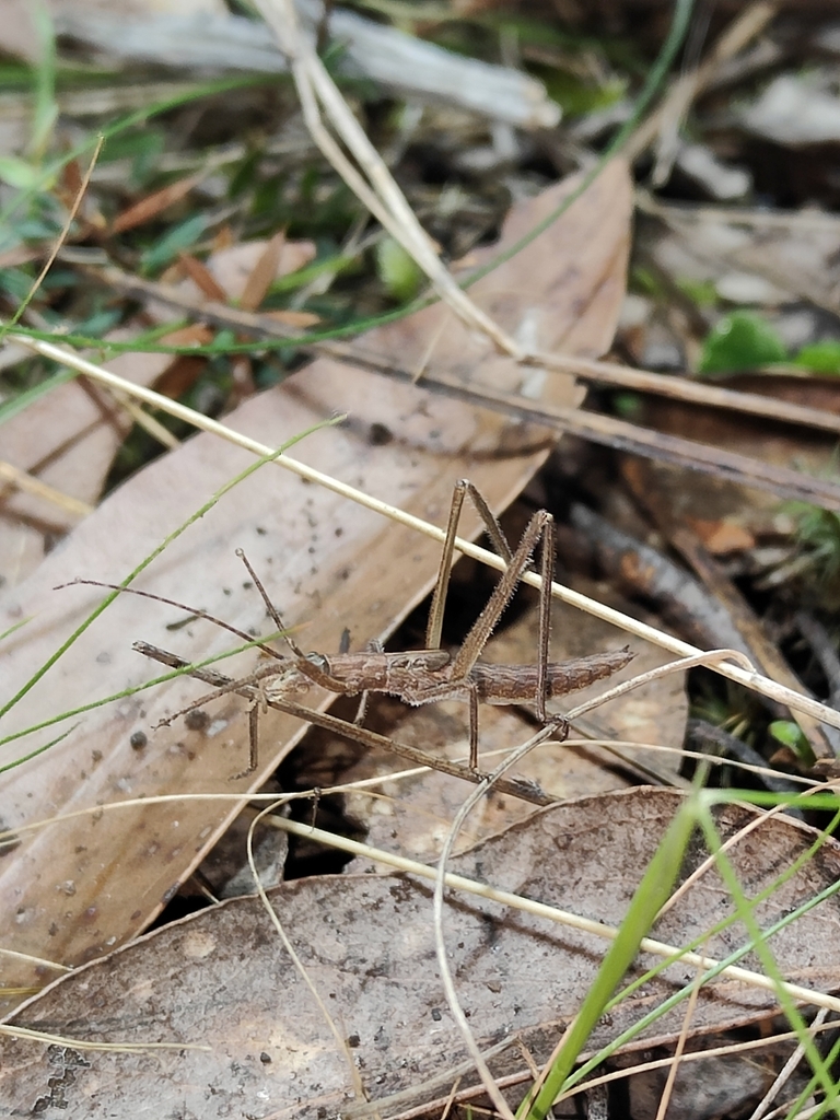 Australian Twig-mimicking Katydid from Steiglitz VIC 3331, Australia on ...