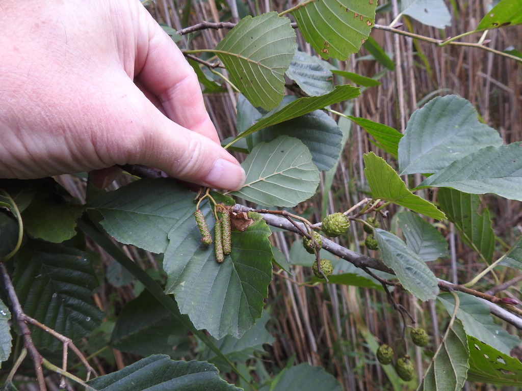 common alder from Brighton, ON, Canada on October 14, 2023 at 12:26 PM ...
