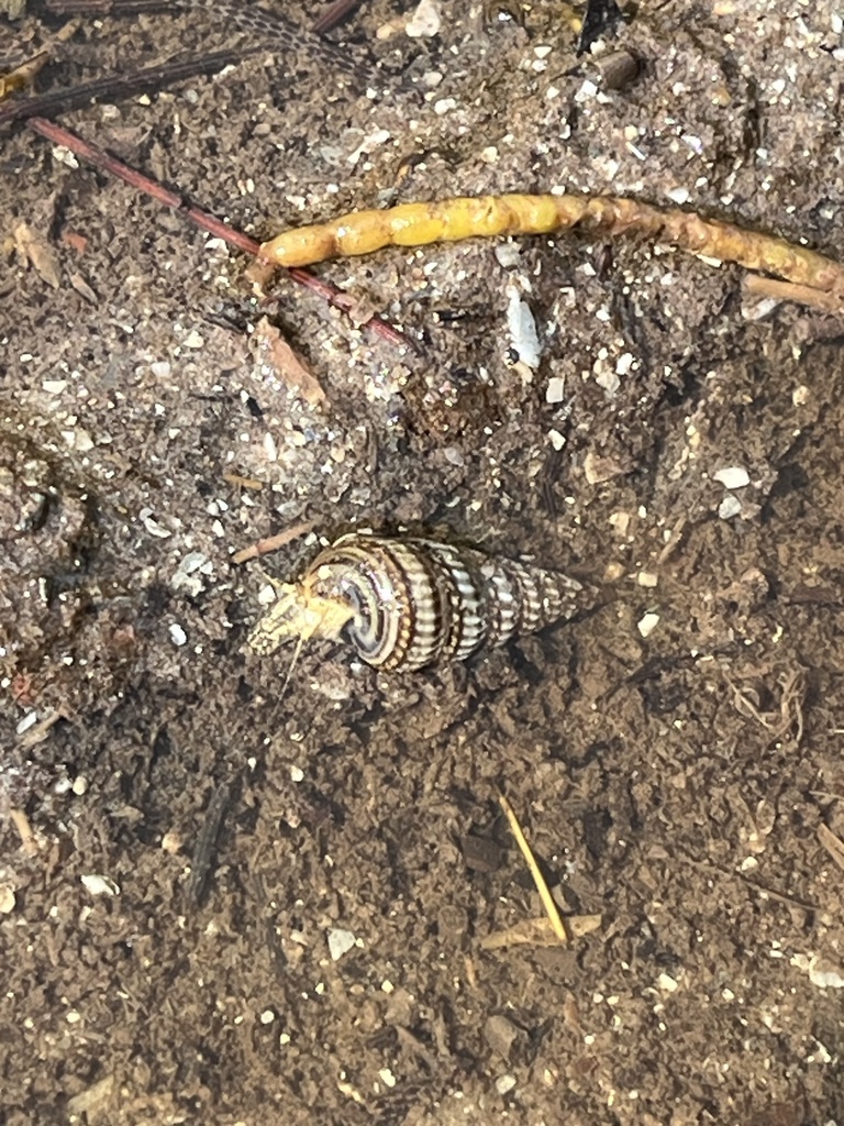 Ladder Horn Snail from Fort De Soto Park, FL, US on October 14, 2023 at ...