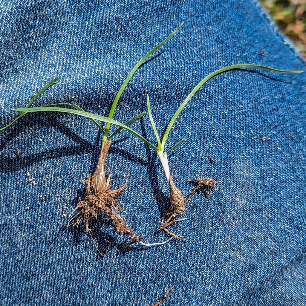 Bulbous Bluegrass from Barber Valley, Boise, ID, USA on October 14 ...