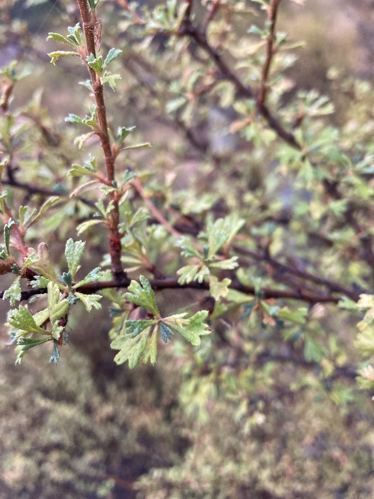 Antelope Bitterbrush from Deschutes County, US-OR, US on October 14 ...