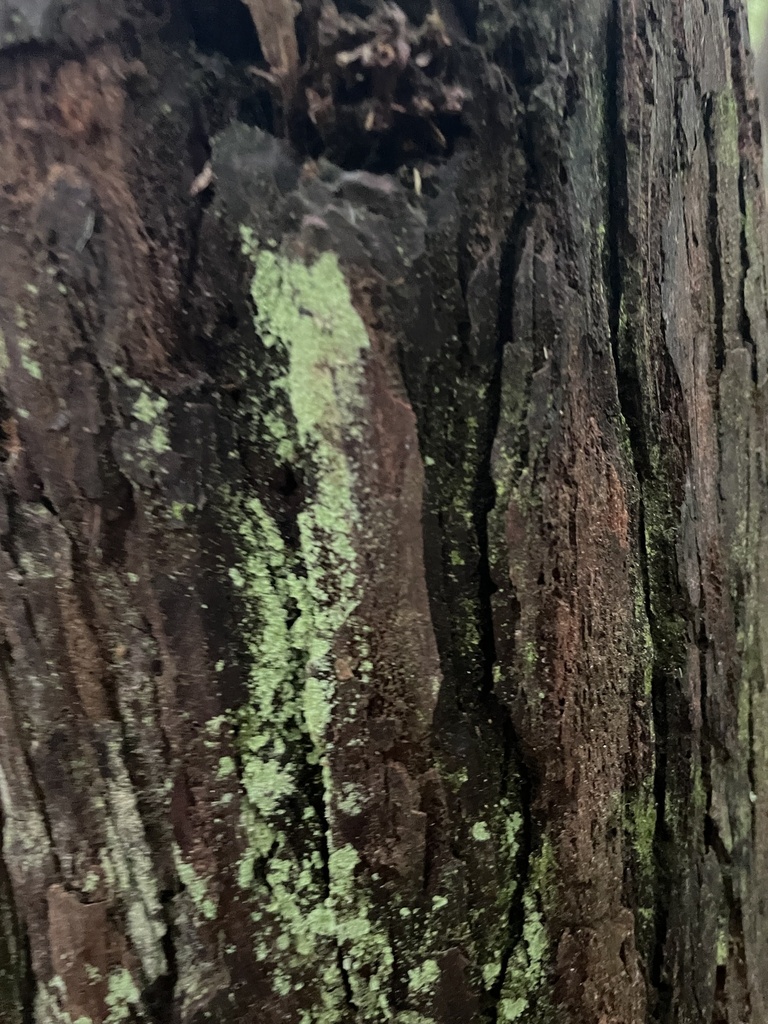 Sulphur Stubble Lichen from Kneeland, CA, US on October 13, 2023 at 03: ...