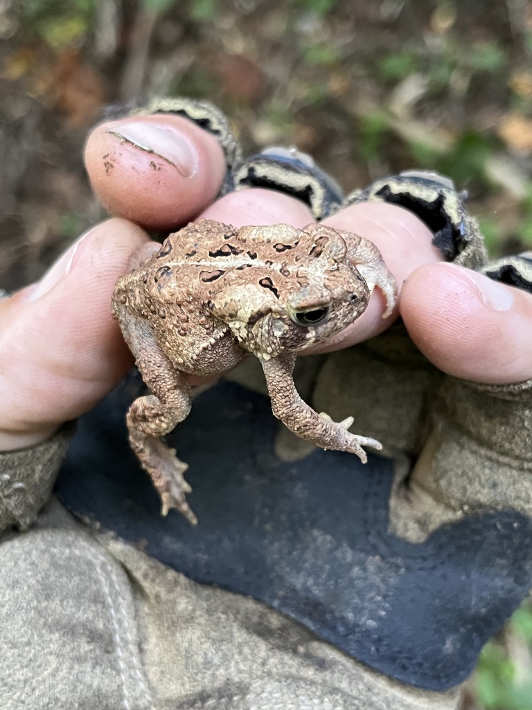 American Toad from Chester County, PA, USA on September 22, 2022 at 08: ...