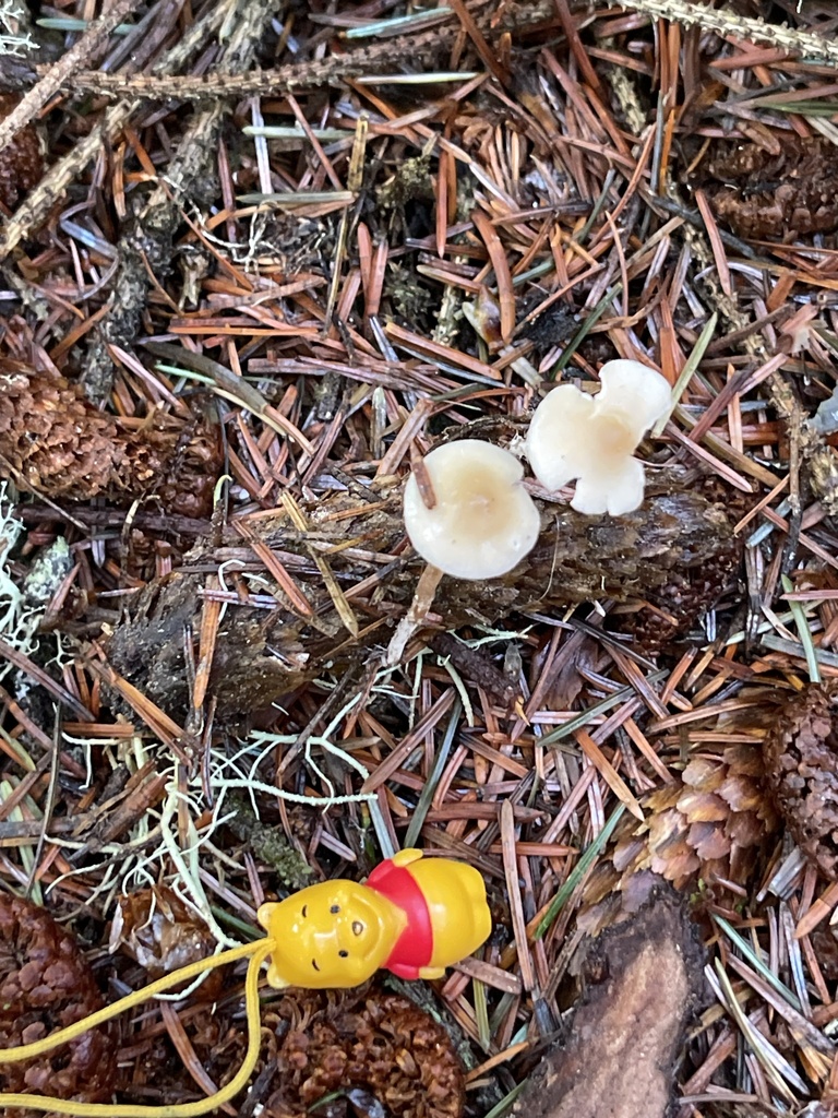 Conifercone Cap from Elkhead Loop Trail, Trinidad, CA, US on October 14 ...