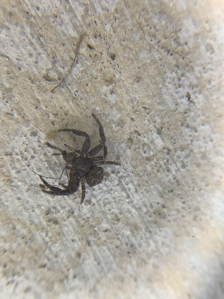 Multicolored Bark Crab Spider from Lyford, TX, US on October 14, 2023 ...