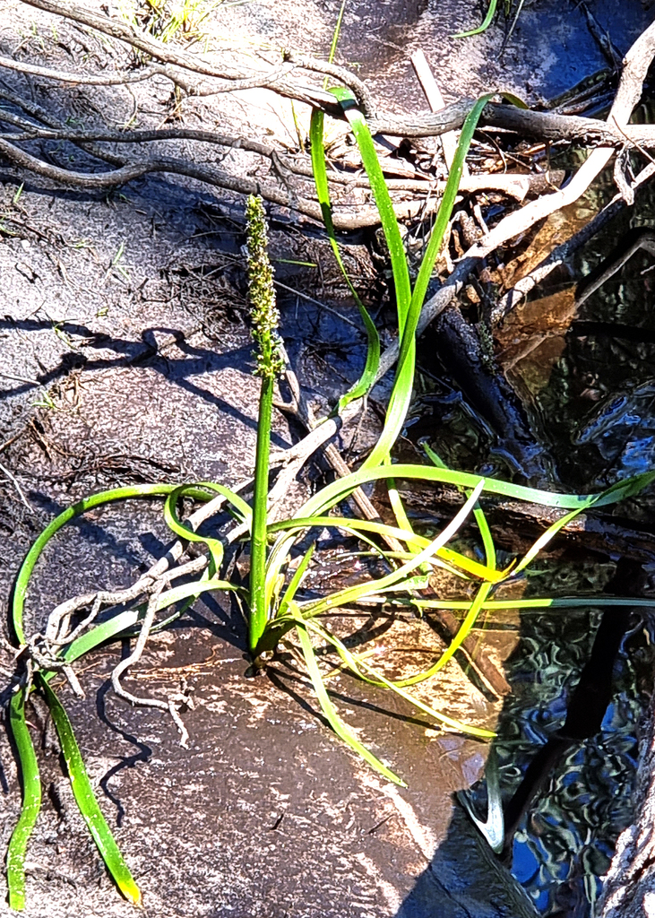 Water Ribbons from Glenisla VIC 3314, Australia on October 9, 2023 at ...