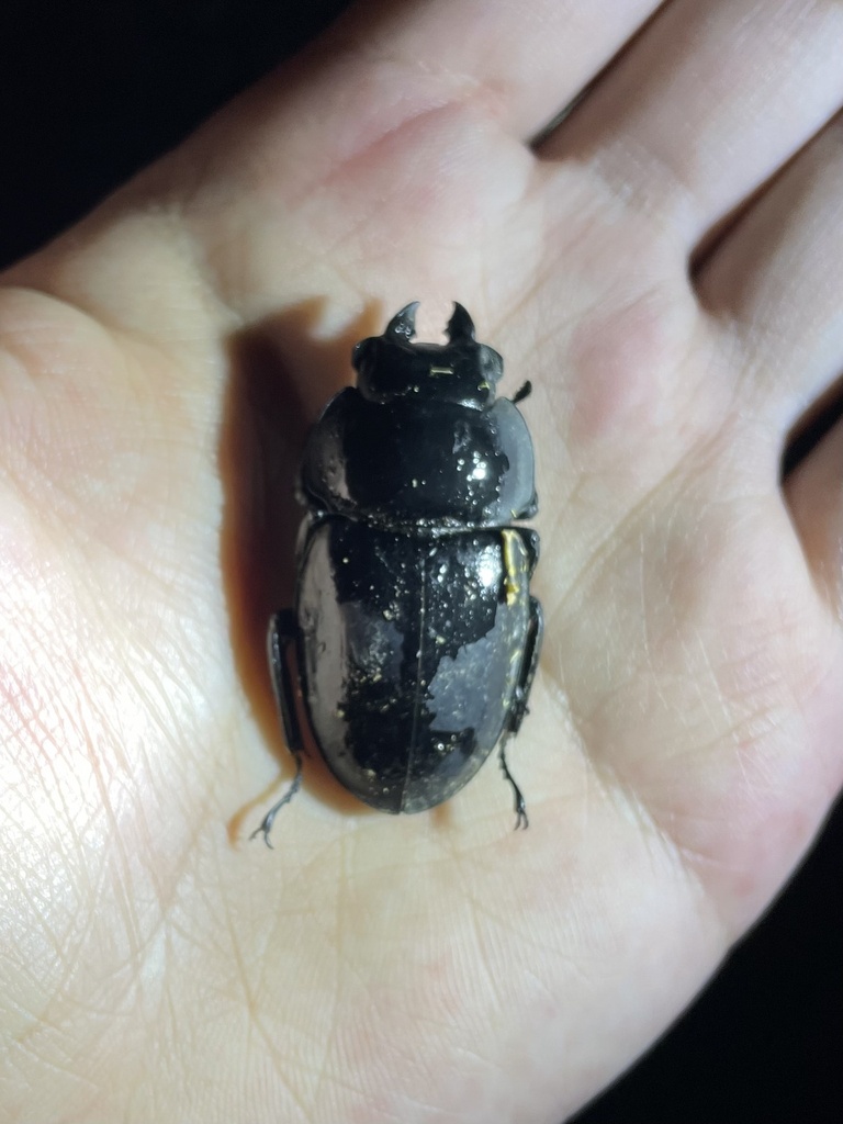 Neolucanus nitidus from 中坡山森林公园, 宁波市, 浙江省, CN on October 15, 2023 at 04 ...