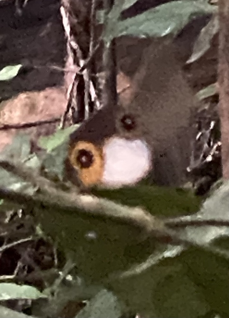 Taenaris from Raja Ampat, ID-IB, ID on October 14, 2023 at 07:09 AM by ...