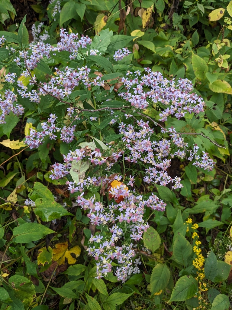 Common Blue Wood Aster from Weaverville, NC 28787, USA on October 14 ...