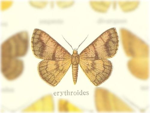 Petelia erythroides · iNaturalist
