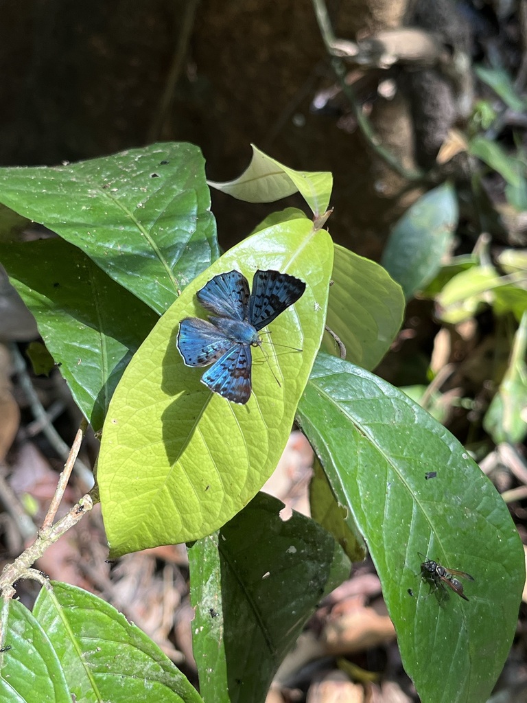 black-patch bluemark from Tambopata, Peru on October 14, 2023 at 10:22 ...