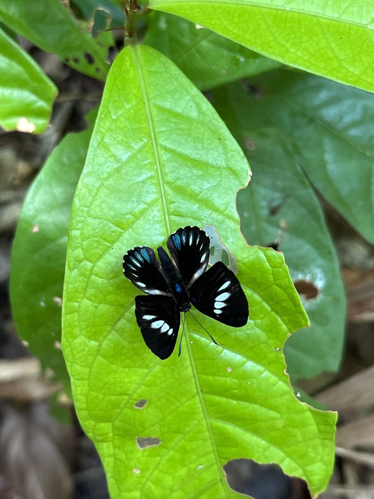 Themone pulcherrima from Tambopata, Peru on October 14, 2023 at 10:39 ...