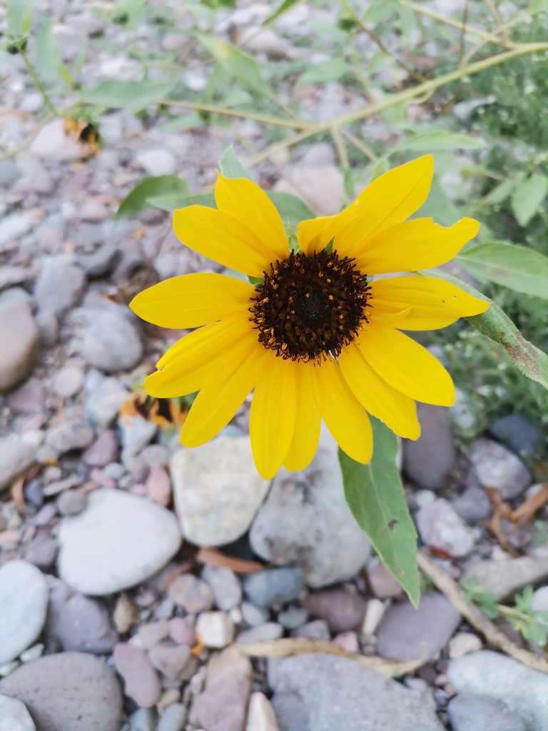Common Sunflower from Meoqui, Chih., México on October 14, 2023 at 09: ...