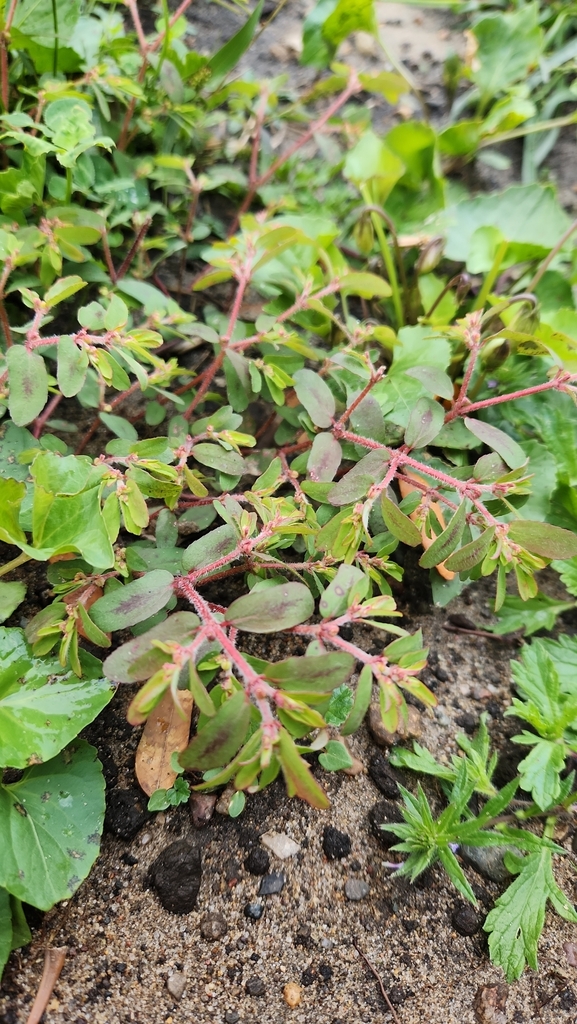 Spotted spurge from Minneapolis on October 14, 2023 at 05:02 PM by ...