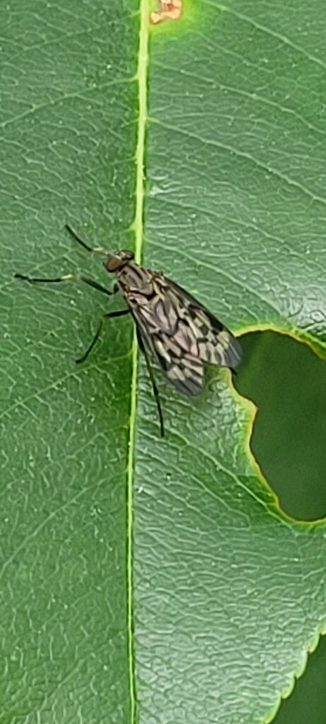 Lesser Variegated Snipe Fly from Lake Shore, MD 21122, USA on May 28 ...