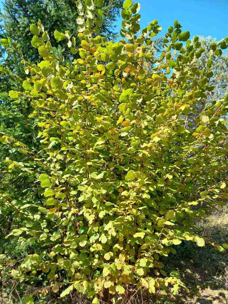 common hazel from Закарпатська область, Україна on October 12, 2023 at ...