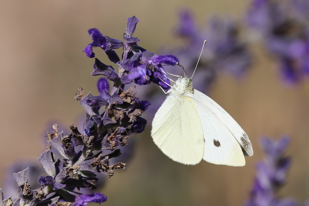 Small White from 9849 Alta Mesa Rd, Wilton, CA 95693, USA on October 14 ...