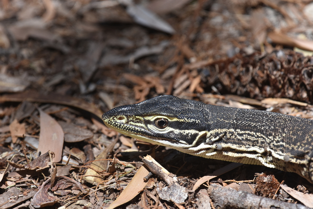 Monitor Lizards from Inskip QLD 4581, Australia on October 13, 2023 at ...