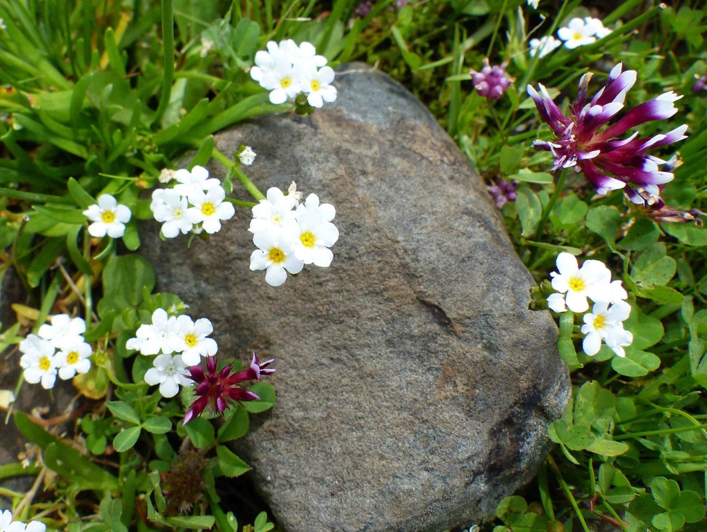 large variegated clover (Trifolium variegatum major) - Botanical Realm