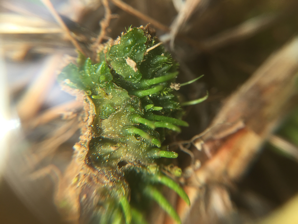 Field Hornwort (Anthoceros agrestis) - Botanical Realm