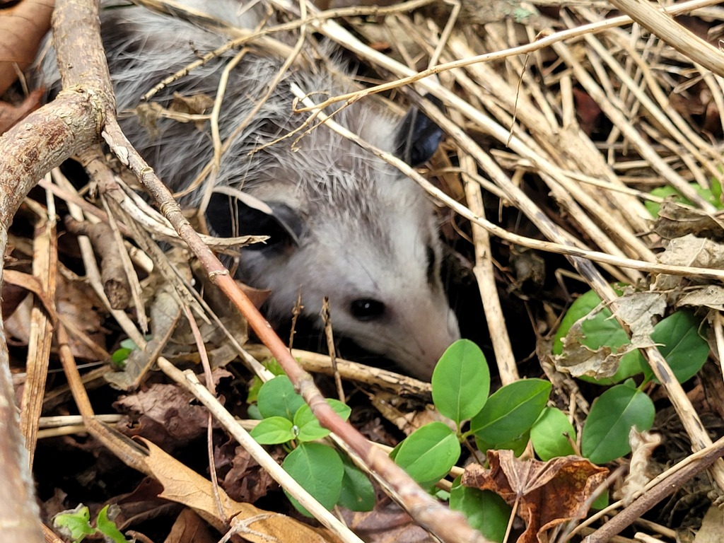 Virginia Opossum from Fairmont, WV 26554, USA on September 26, 2023 at ...