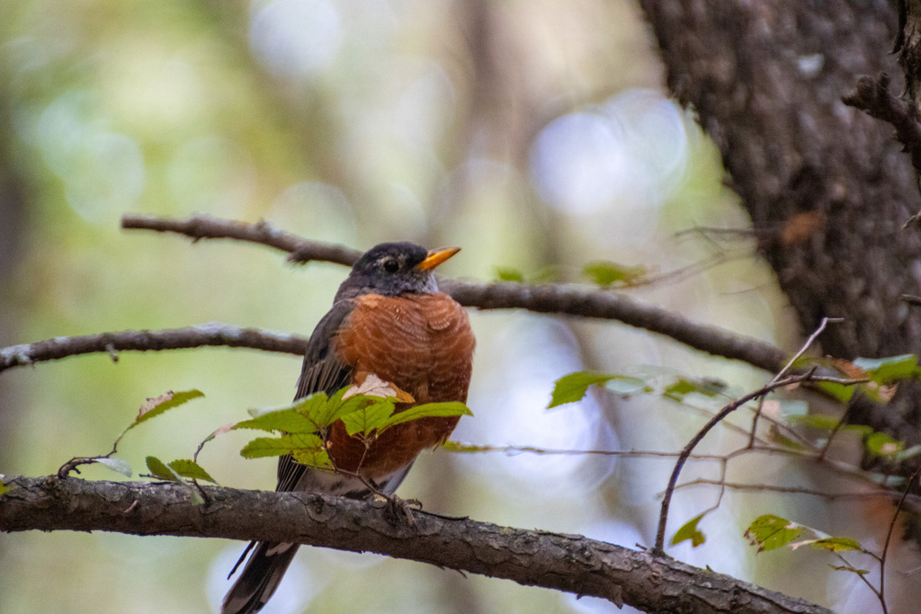 American Robin from Wylie, TX, USA on October 12, 2023 at 05:32 PM by ...