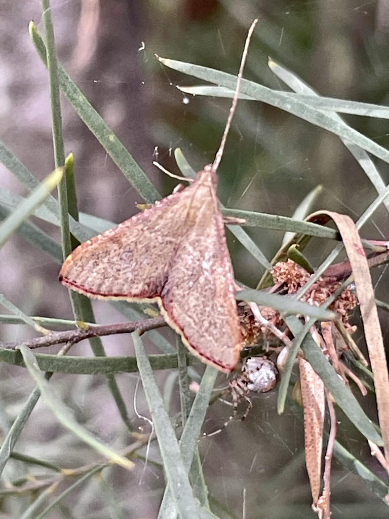 Endotricha from Boundary Tk E, Frankston South, VIC, AU on October 15 ...