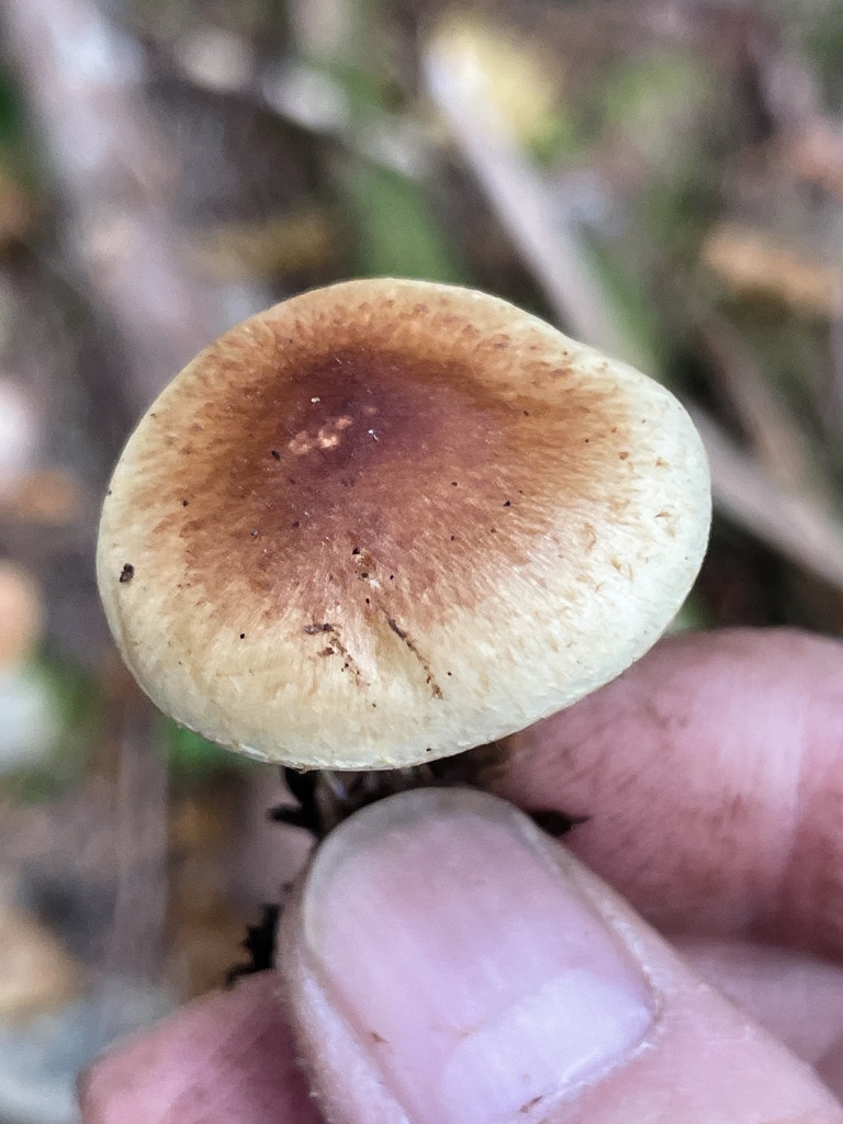 Pholiota humii from I-90 E, North Bend, WA, US on October 13, 2023 at ...