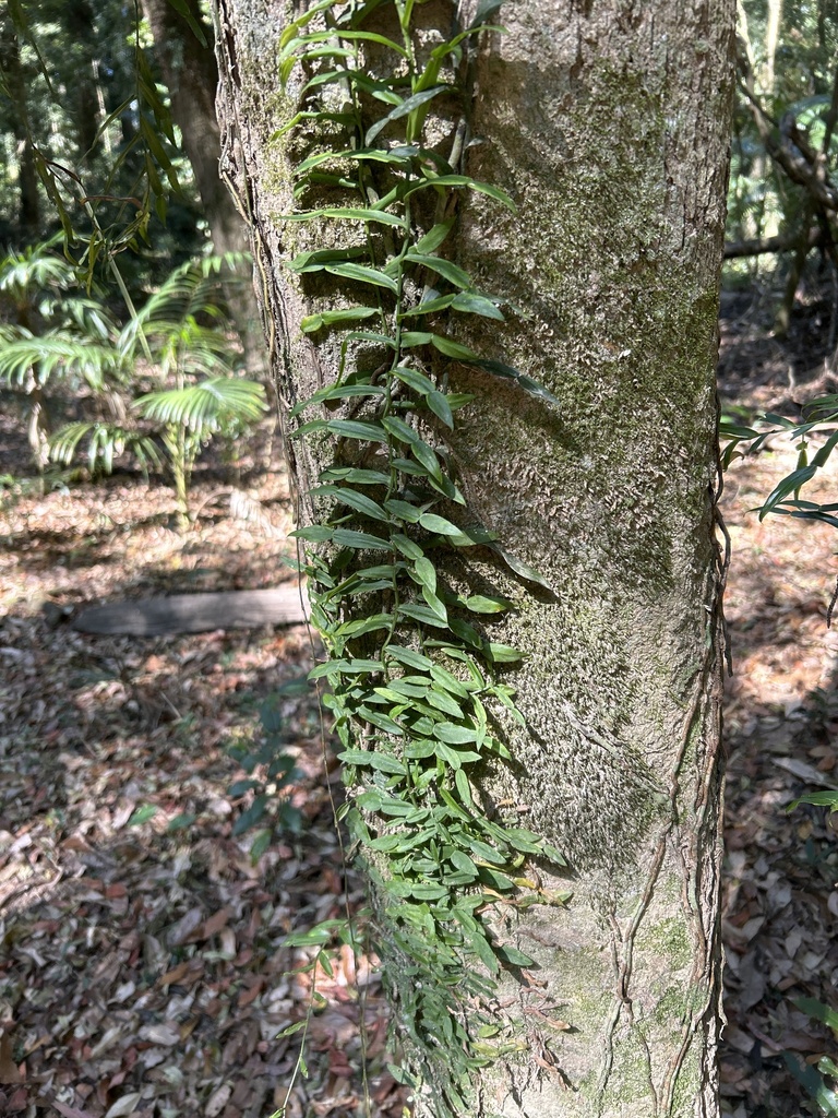 candle vine from Coramba Nature Reserve, Coramba, NSW, AU on October 15 ...