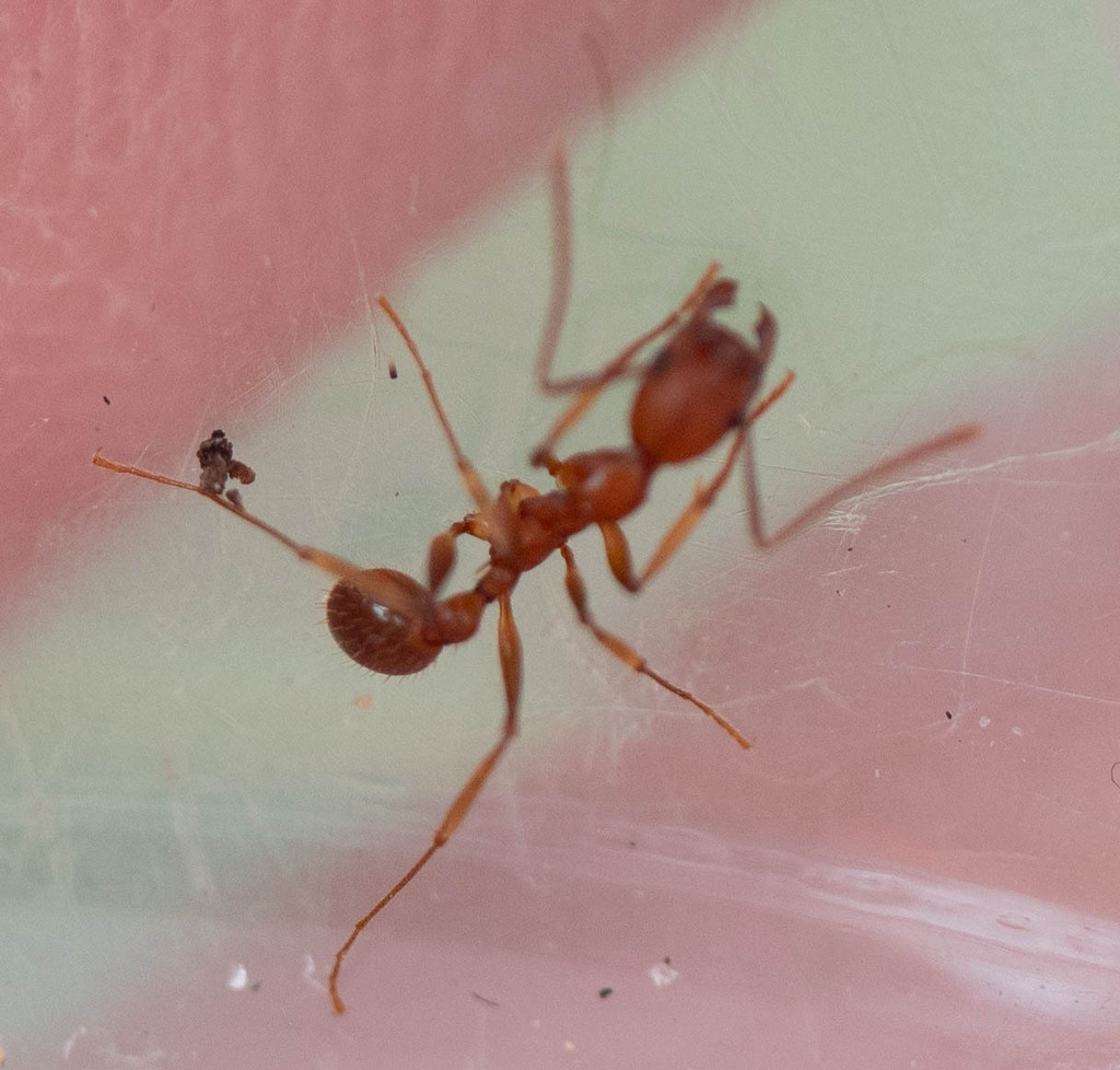 Fleming's Collared Ant from Little St Simons Island, Georgia, USA on ...
