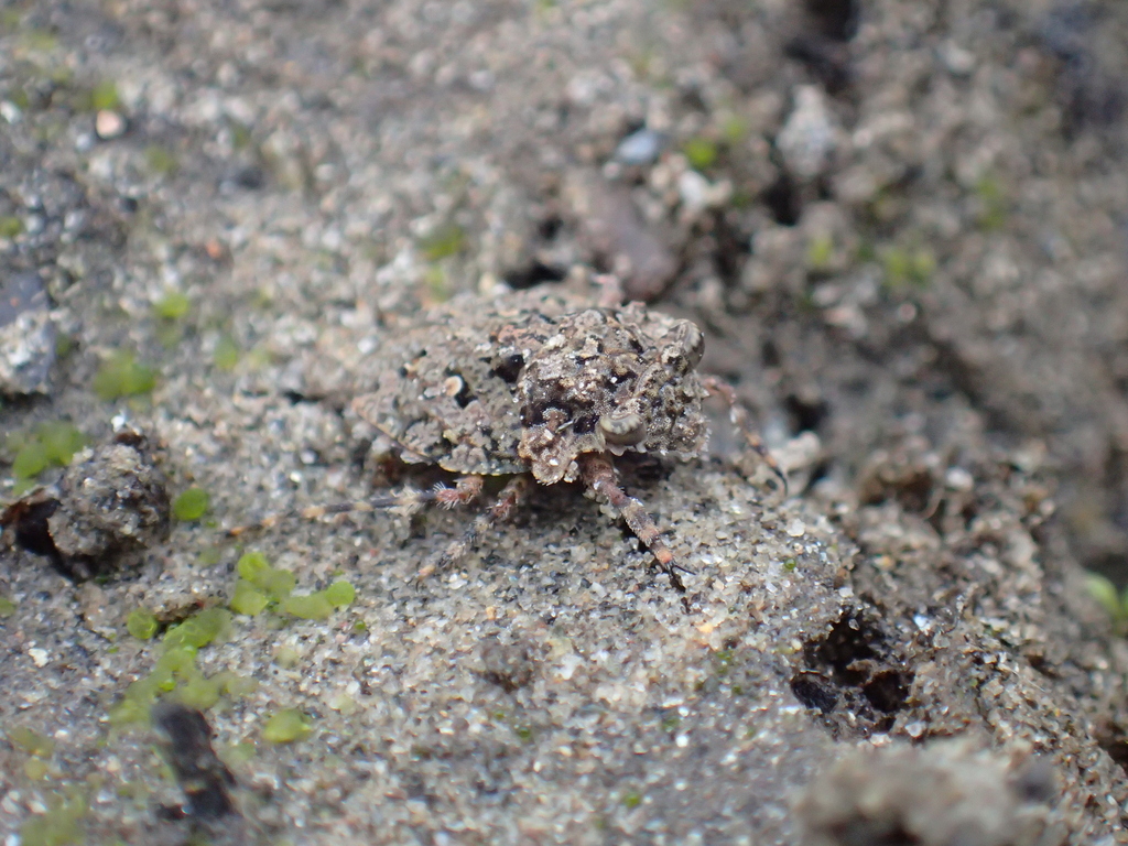 Big-eyed Toad Bug from Fresno County, CA, USA on October 9, 2023 at 07: ...