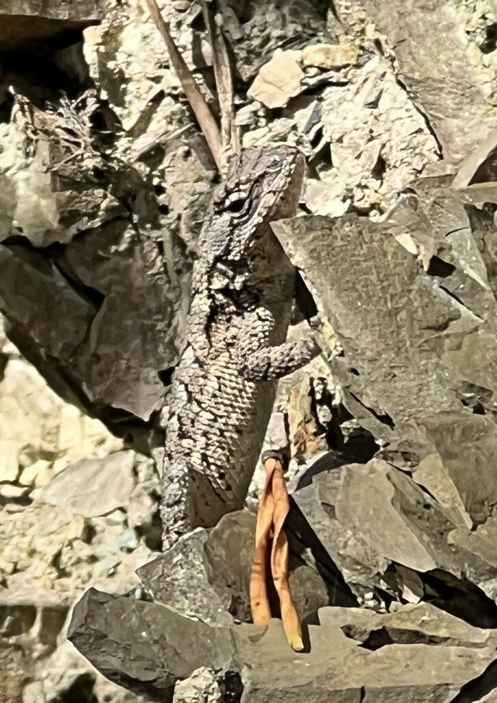 Eastern Fence Lizard from Greenbrier County, WV, USA on October 7, 2023 ...