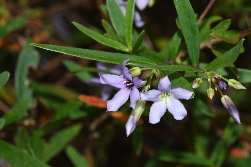 sweet apple-berry from Gawler SA, Australia on October 14, 2023 at 10: ...
