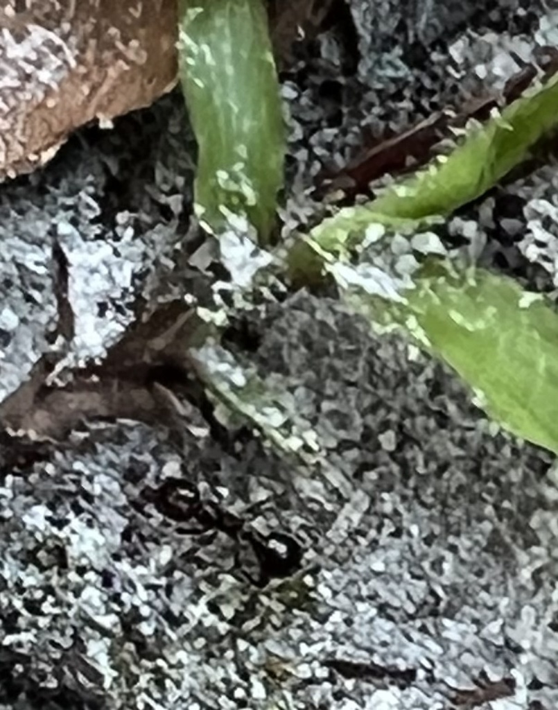 Red Imported Fire Ant from Tropical Cove Dr, Tampa, FL, US on October ...
