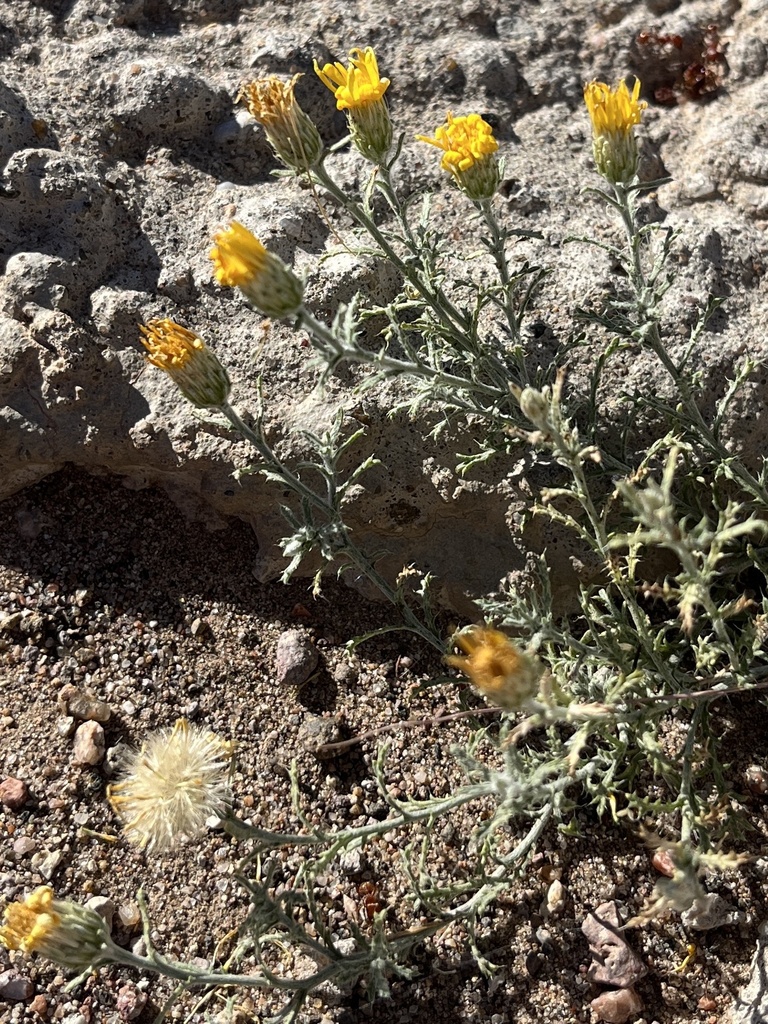Xanthisma from Sevilleta National Wildlife Refuge, San Acacia, NM, US ...