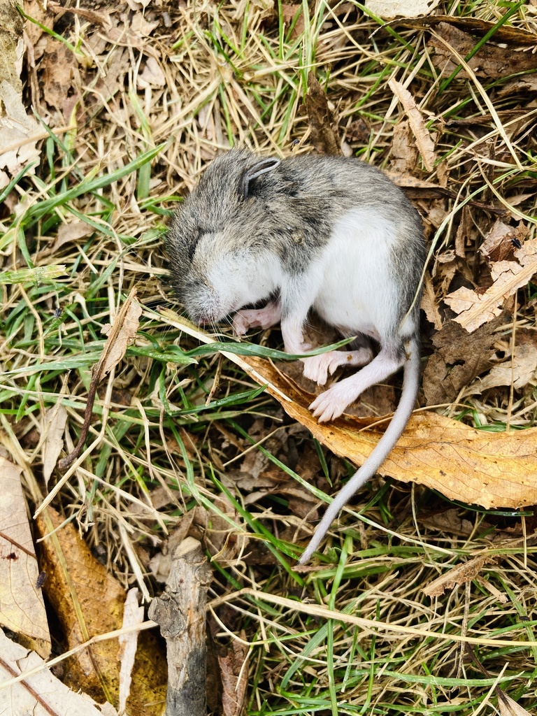 Deer Mouse from Humber River Recreational Tr, Toronto, ON, CA on ...