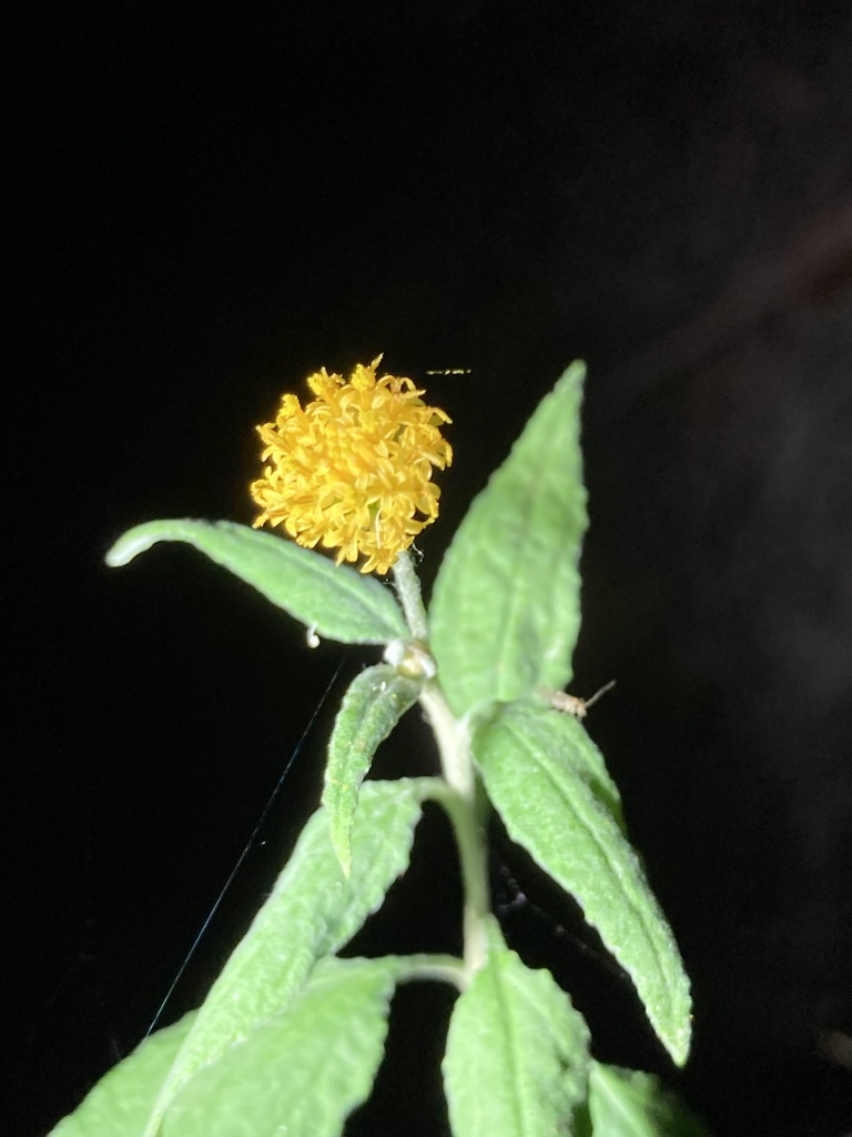 Acomis acoma from D’Aguilar National Park, Mount Nebo, QLD, AU on ...