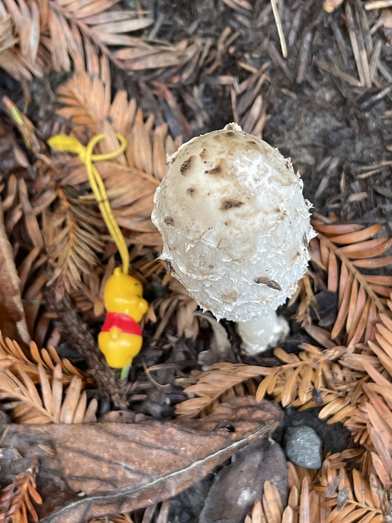 inky caps from Berta Rd, Eureka, CA, US on October 14, 2023 at 04:28 PM ...
